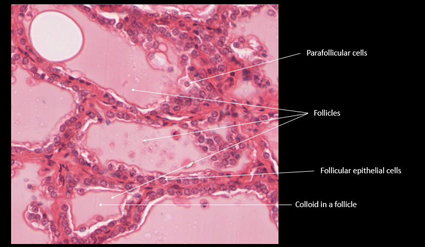 Thyroid Gland Slide Labeled Parafollicular Cells